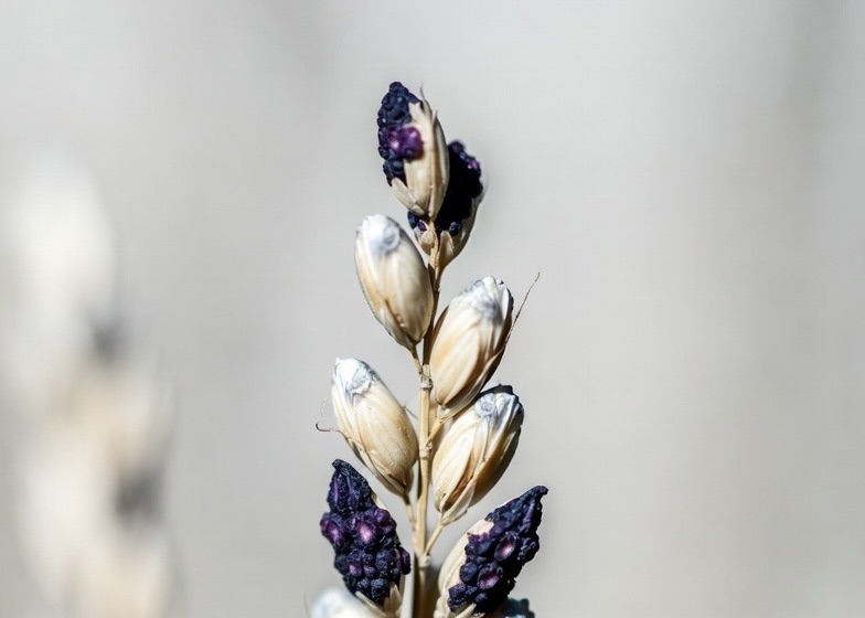 Ergot Poisoning Guide: Dangers, Symptoms, and Safety Measures - Doolly