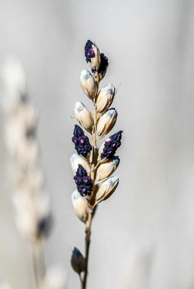 Ergot Poisoning Guide: Dangers, Symptoms, and Safety Measures - Doolly